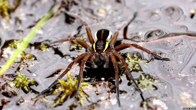 Pictures: Getting close up with Britain's spiders - BBC Newsround