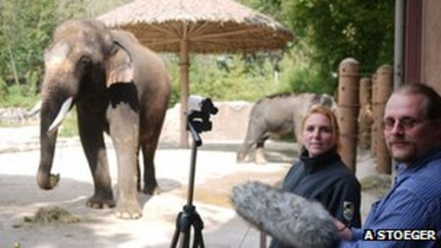 Elephant mimics Korean with help of his trunk - BBC News