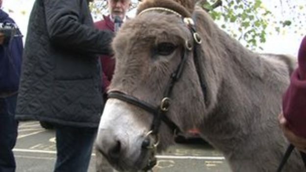 Donkey's stage and screen life story told in new book - BBC News