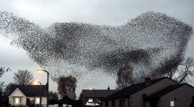 Starlings have a whale of a time in sky over Scotland - BBC Newsround