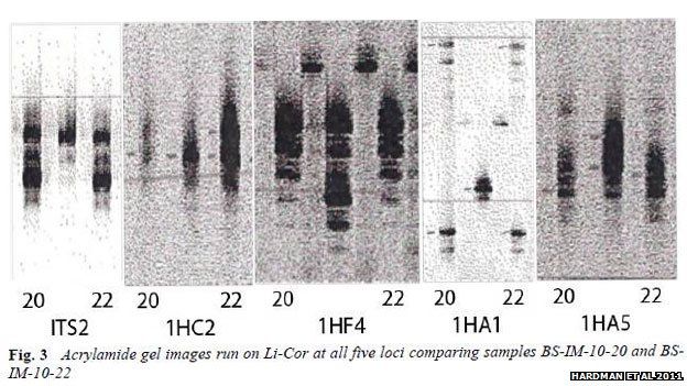 Basking shark secrets unlocked by DIY kit - BBC News
