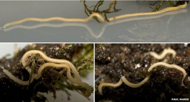 World's leggiest millipede put under microscope - BBC News