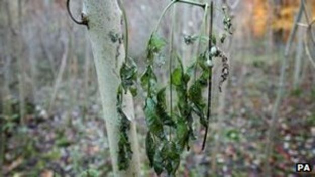 Ash dieback confirmed in east Lancashire - BBC News