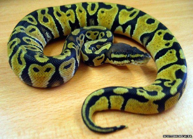Royal python snake found on toilet seat in Scotland! - BBC Newsround