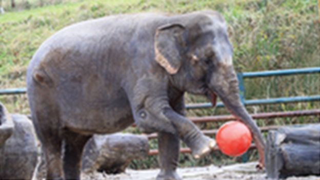 What next for the Bobby Roberts Super Circus? - BBC News