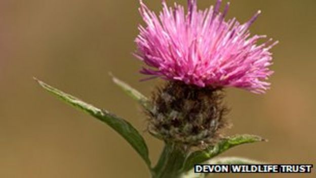 Work to protect Devon's rare wildflowers - BBC News