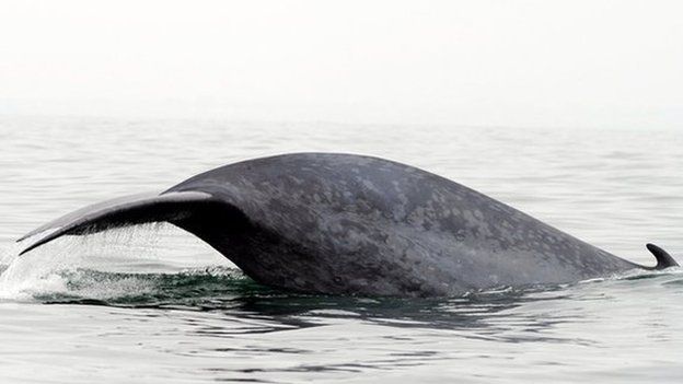 How blue whales became so big - BBC Newsround