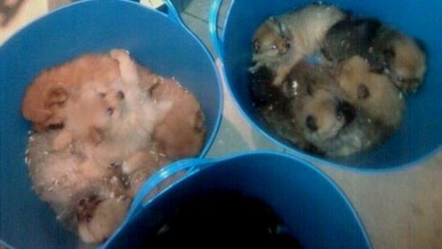 Two arrested after puppy trafficking investigation - BBC News