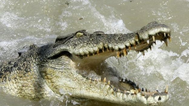 Crocodile cannibal caught on camera in 'horrifying' attack - BBC News