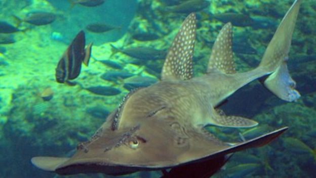 Birmingham Bowmouth Guitar Shark captive breeding hopes - BBC News