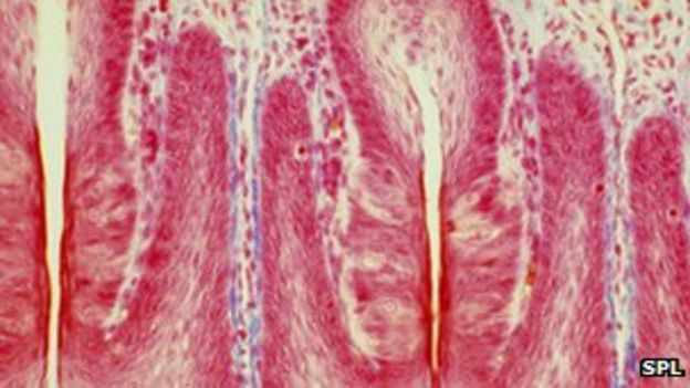 Why taste is all in the senses - BBC News