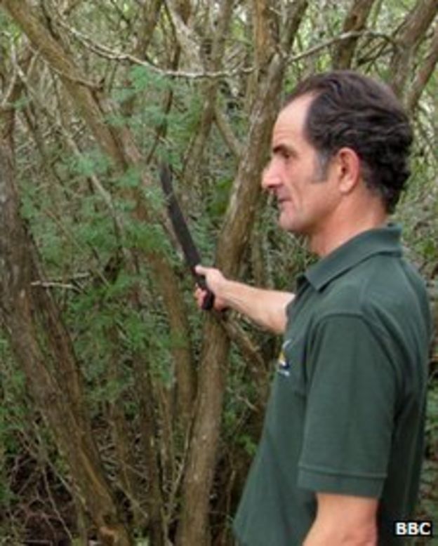 Cuba sugar cane marabu weeds 'could be turned to fuel' - BBC News