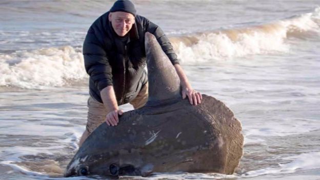 Rare sunfish spotted in Isle of Man waters - BBC News