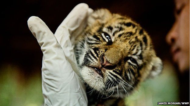 Wildlife crime profound threat to nations, says report - BBC News
