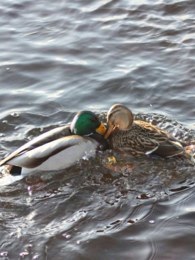 Your pictures of Scotland: 7 - 14 December - BBC News