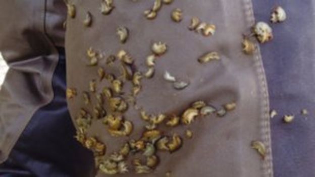 The superhero battling the killer shrimp in our waters - BBC News