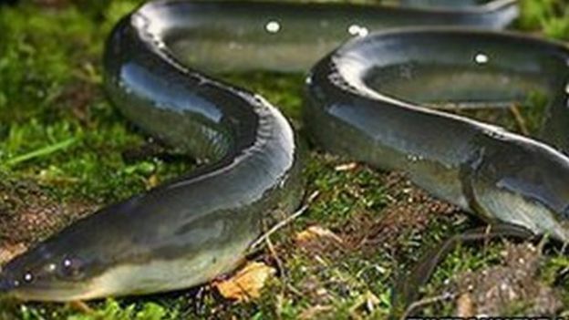 Elver migration in Somerset and Gloucestershire aided by fishermen ...