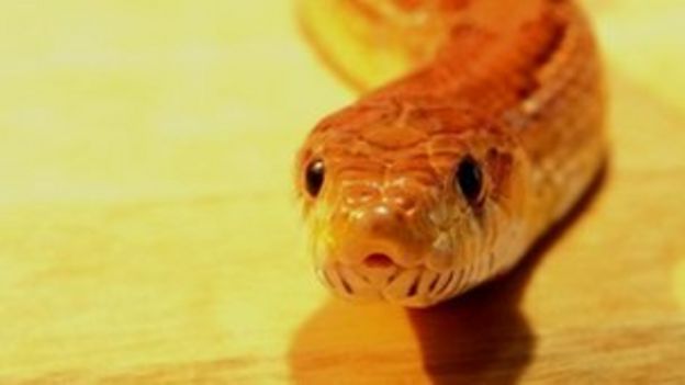 Stow dead snake finds provoke appeal - BBC News