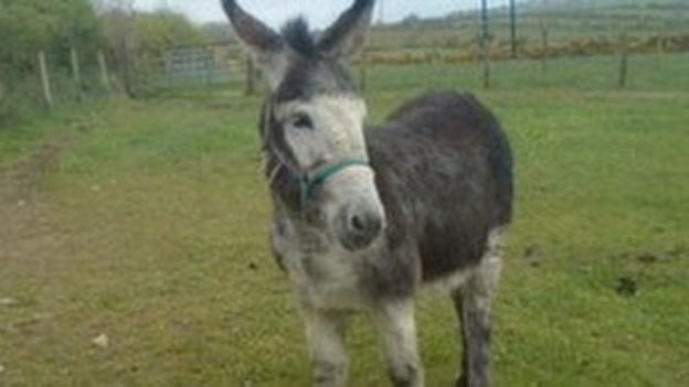 Mary and the three wise donkeys - BBC News
