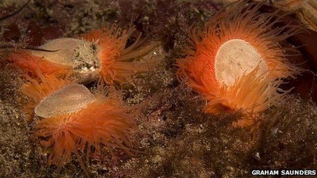 100 million rare flame shells found off Scotland coast - BBC Newsround