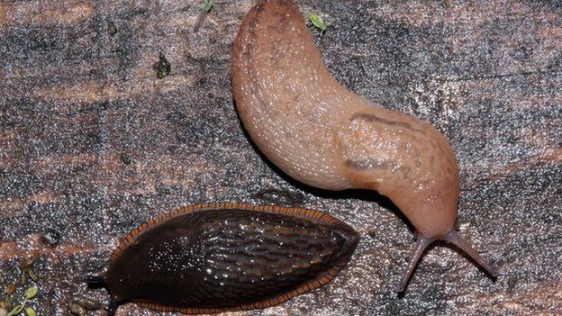 Wild weather makes 2012 'Year of the Slug' - BBC Newsround