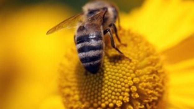 First Scottish bee health survey gets under way - BBC News