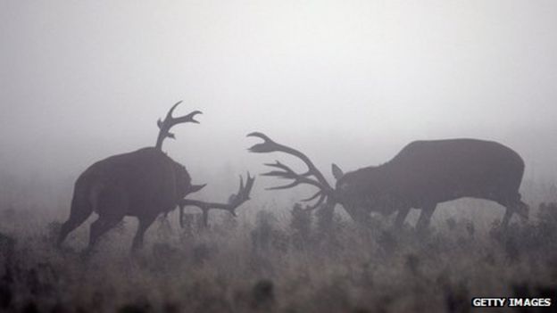 Concern over culling of red deer - BBC News