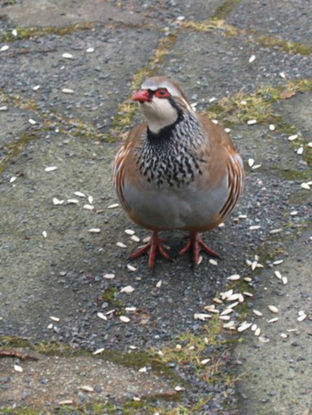 Your pictures of Scotland: 4 - 11 January - BBC News