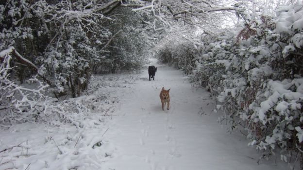 In Pictures: Sussex in the snow - BBC News