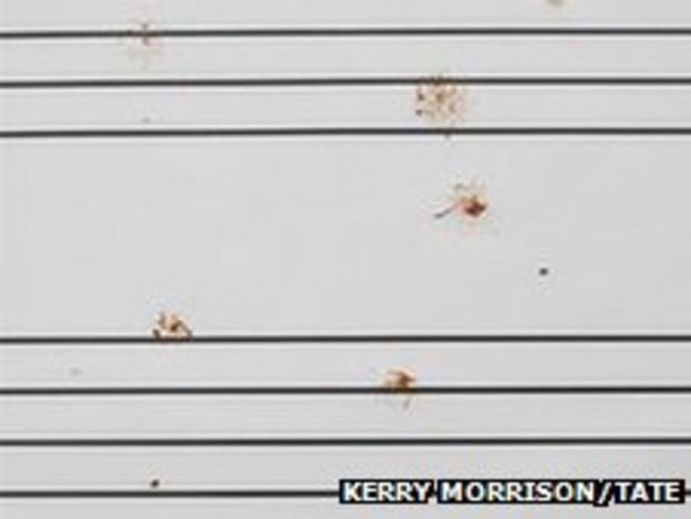 Birds make music with bum notes - BBC News