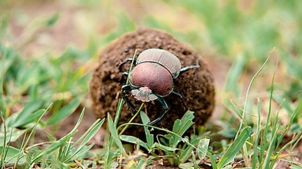 Bats 'fly by polarised light' - BBC News