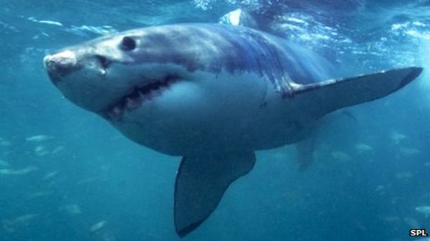 Funding for Aberdeen research using shark immune systems to develop ...