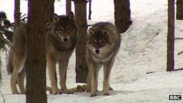Sweden wolf cull divides wilderness opinion - BBC News