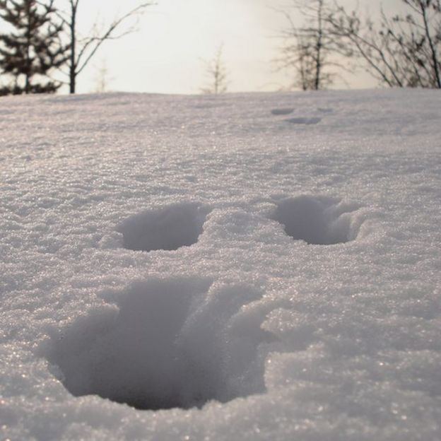 Your photos of snow - BBC Weather