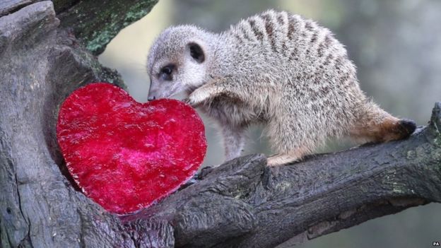 Zoo animals celebrate Valentine's Day - BBC Newsround