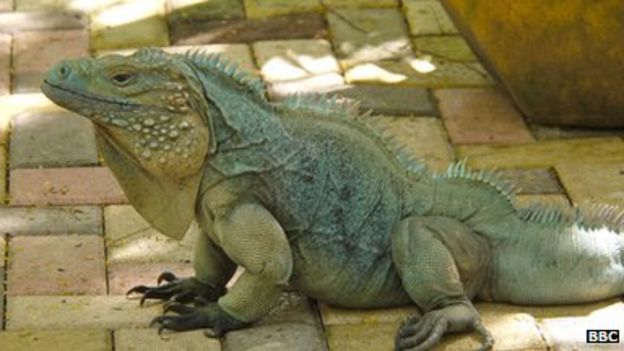 Triumph of the blues - iconic iguana saved by trade ban - BBC News