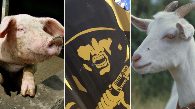 Who, What, Why: Does shooting goats save soldiers' lives? - BBC News