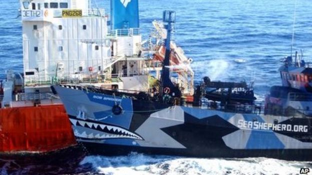 Japan whaling ban welcomed in Australia and New Zealand - BBC News