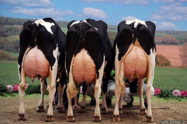 Week in pictures: 23 February - 1 March 2013 - BBC News