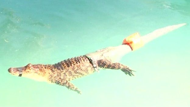 Alligator fitted with new tail for the first time ever - BBC Newsround
