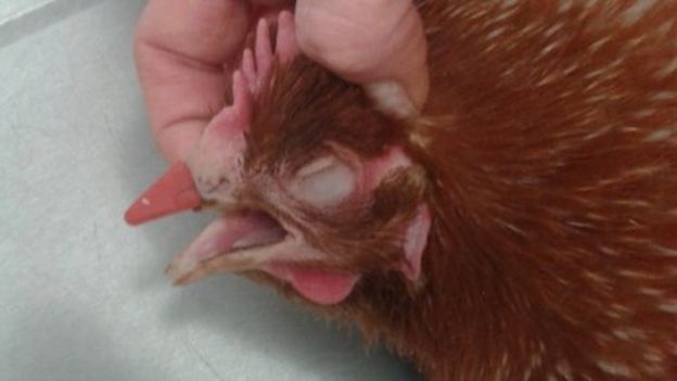 Beaky Becky: The bird with a new prosthetic beak - BBC News