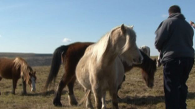 Ebbw Vale group helps abandoned horses on Manmoel Common - BBC News
