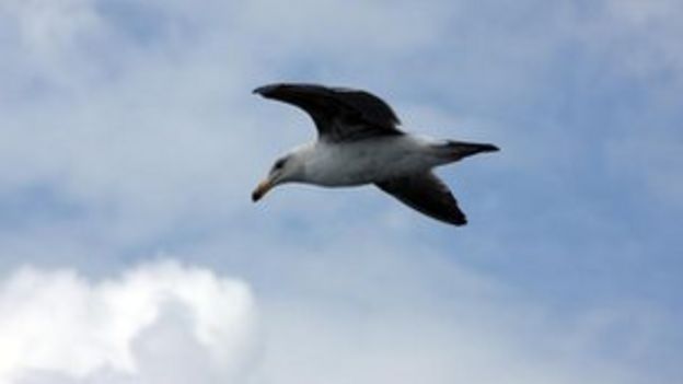 Gull-proof rubbish bag scheme extended in Bath - BBC News