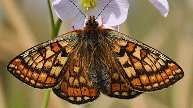 The Big Butterfly Count: Are these the most beautiful butterflies ...