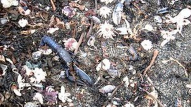 'Phenomenal' number of sea creatures washed up in Ireland by winds ...