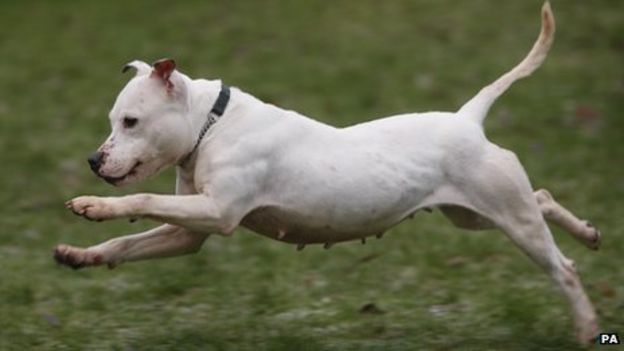 Viewpoints: What can be done about dangerous dogs? - BBC News