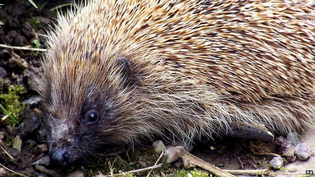 Cold weather threat to hedgehogs - BBC Newsround