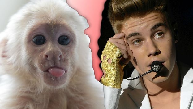 Justin Bieber monkey leaves quarantine in German zoo - BBC News