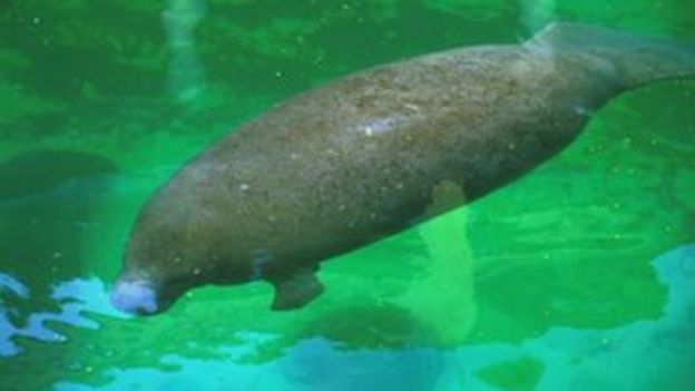 Target apologises for 'Manatee Gray' plus-sized dress - BBC News