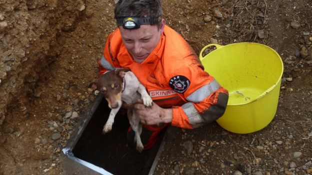Dog rescued after four days buried underground - BBC Newsround
